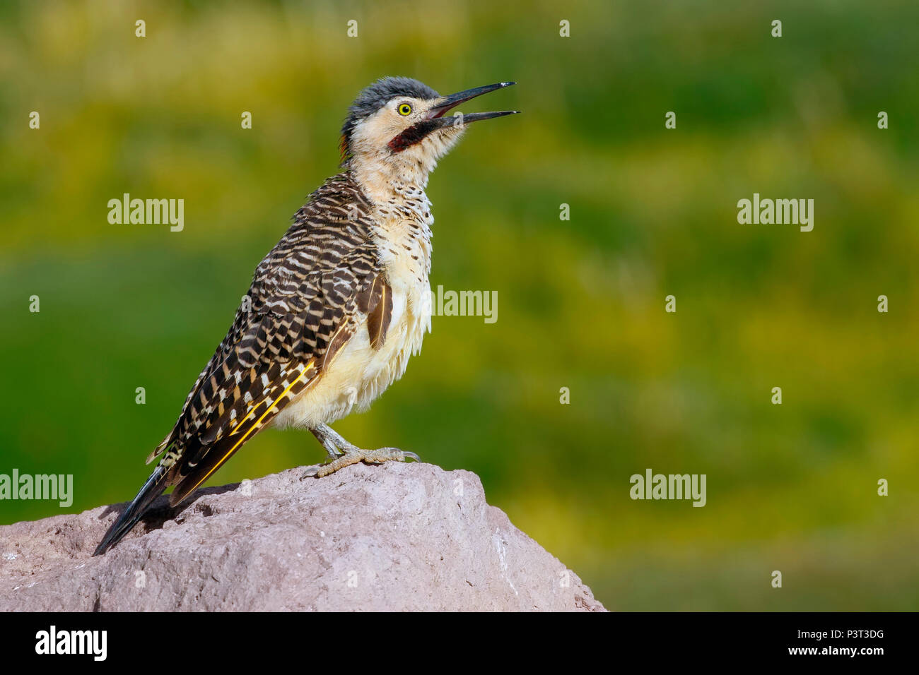 Andean Flicker (Colaptes rupicola) calling, Parinacota Volcano, Chile ...