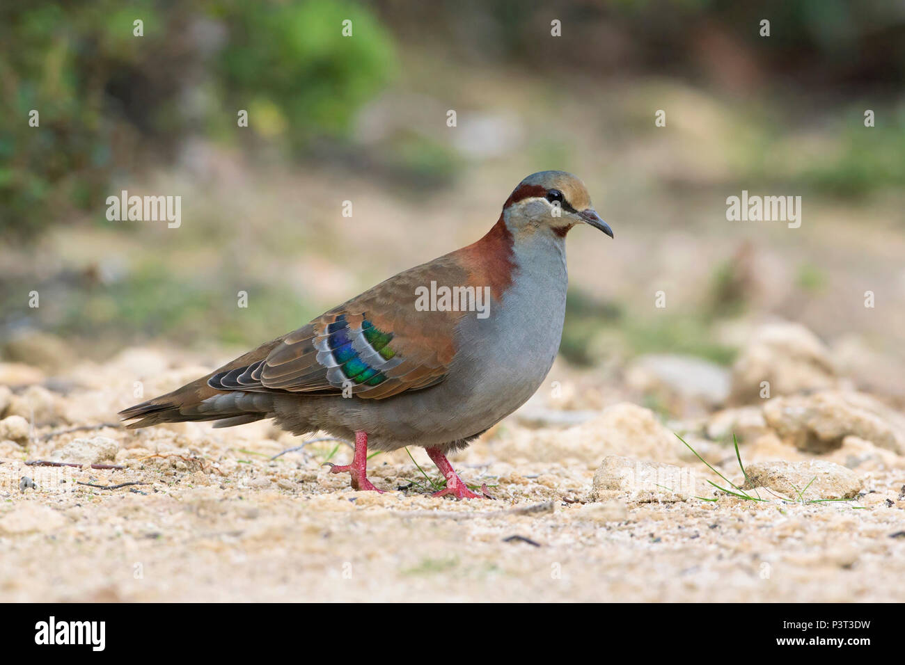 Brush Bronzewing (Phaps elegans) male, Victoria, Australia Stock Photo ...