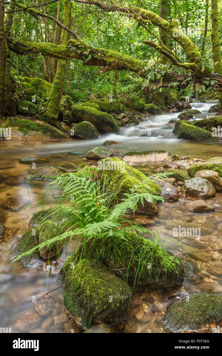 Stream in forest, Galicia, Spain Stock Photo - Alamy