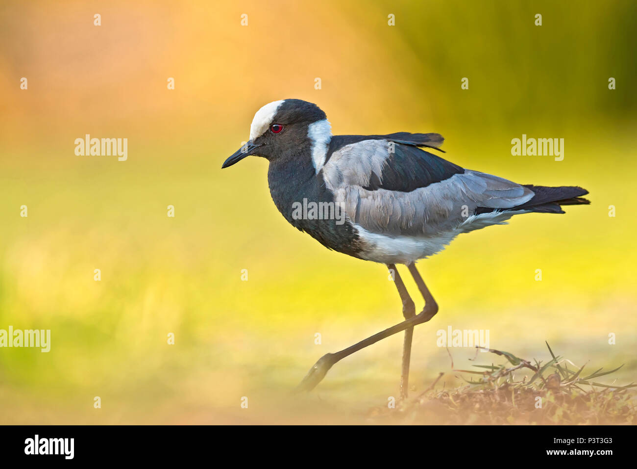 Blacksmith Lapwing (Vanellus armatus), Botswana Stock Photo - Alamy