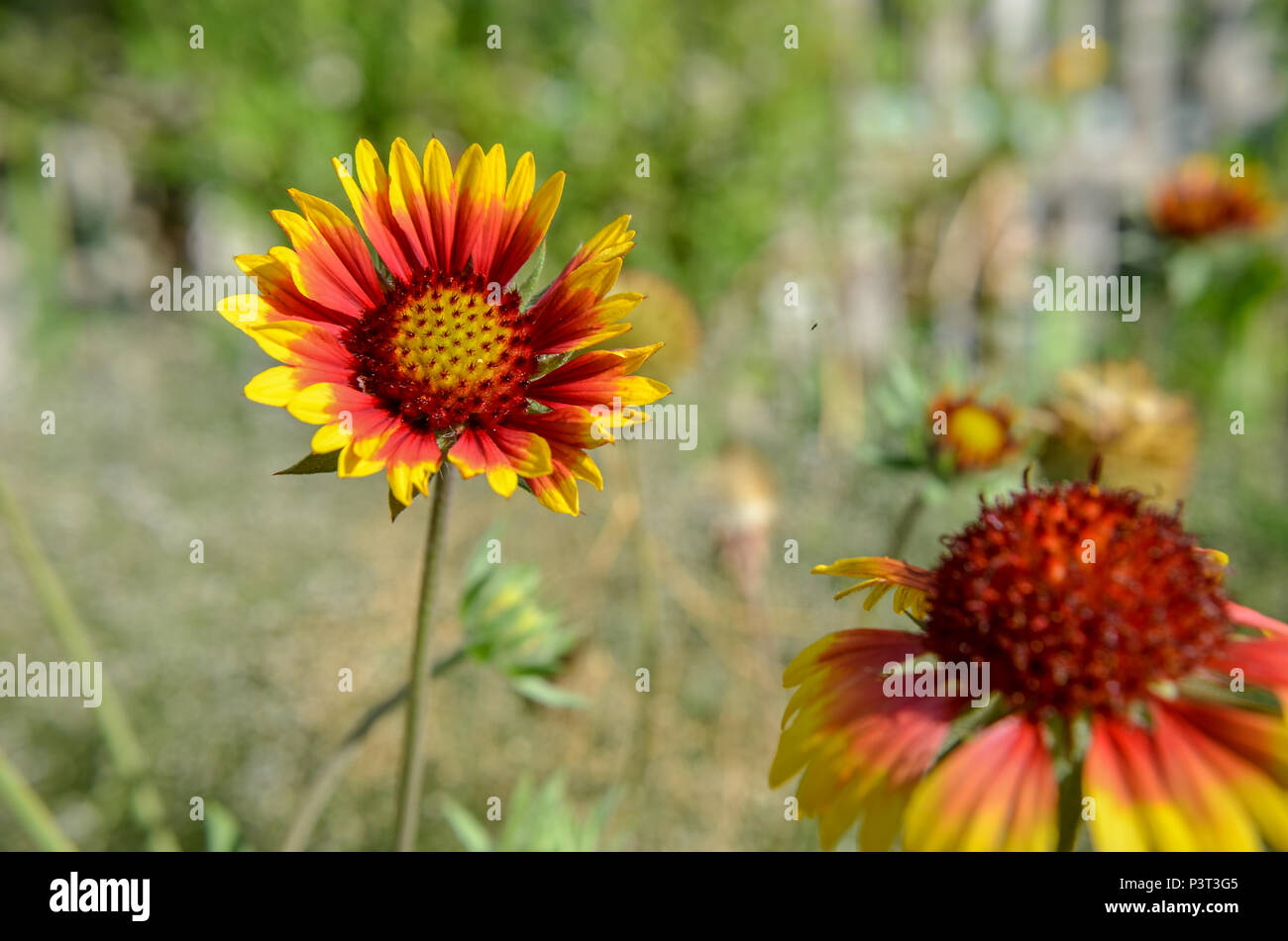 Rudbeckia Hirta 'Cappuccino' aka Black-eyed Susan yellow, orange and ...