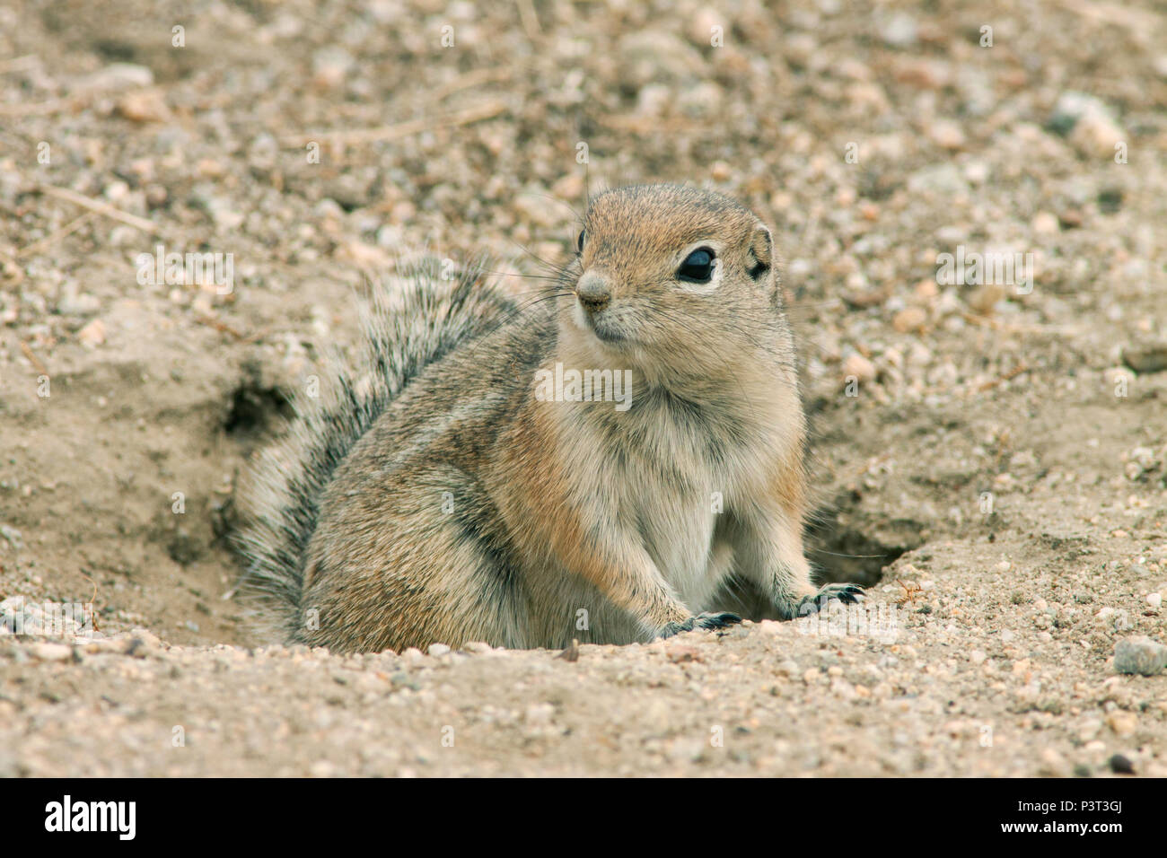 Nelson's Antelope-squirrel (Ammospermophilus nelsoni) at burrow ...