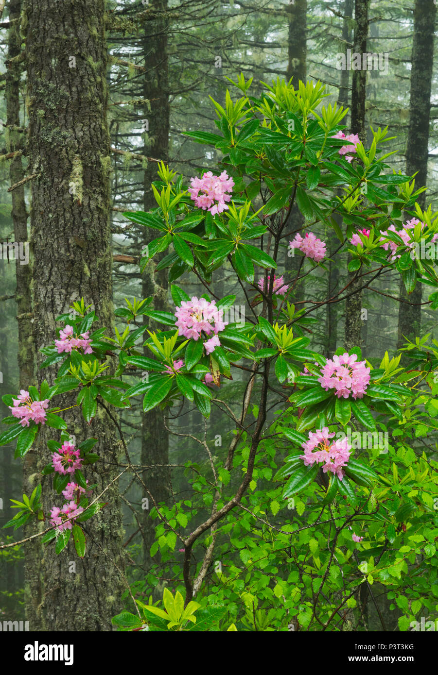 Pacific Rhododendron (Rhododendron macrophyllum) flowering, Mount ...