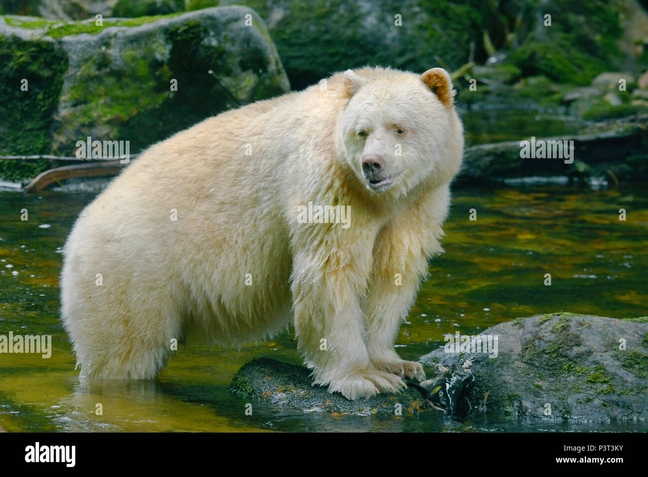 Kermode Bear (Ursus americanus kermodei), white morph called spirit ...