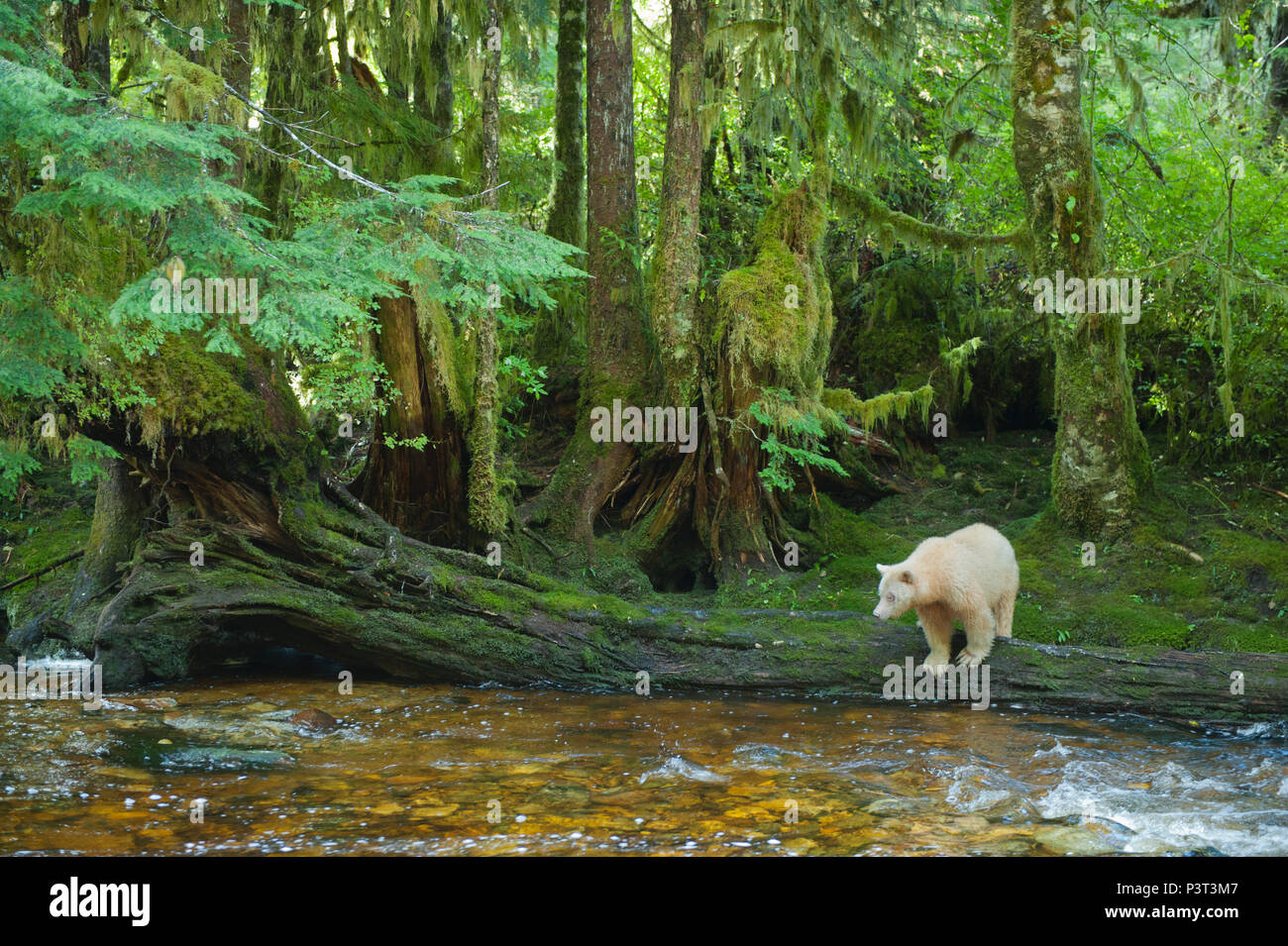 Kermode Bear (Ursus americanus kermodei), white morph called spirit ...