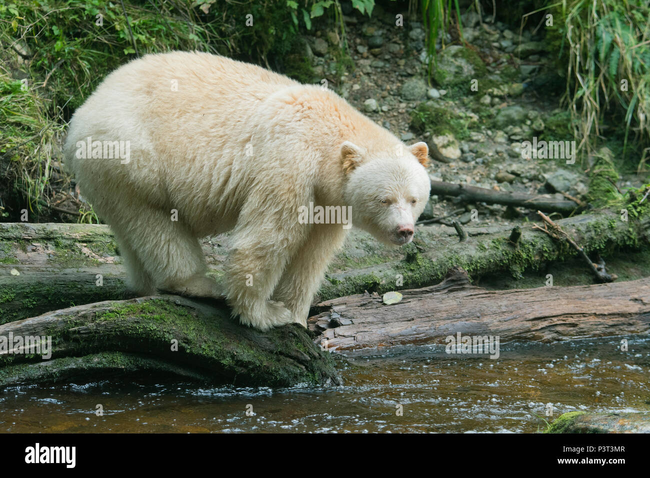 Kermode Bear (Ursus americanus kermodei), white morph called spirit ...