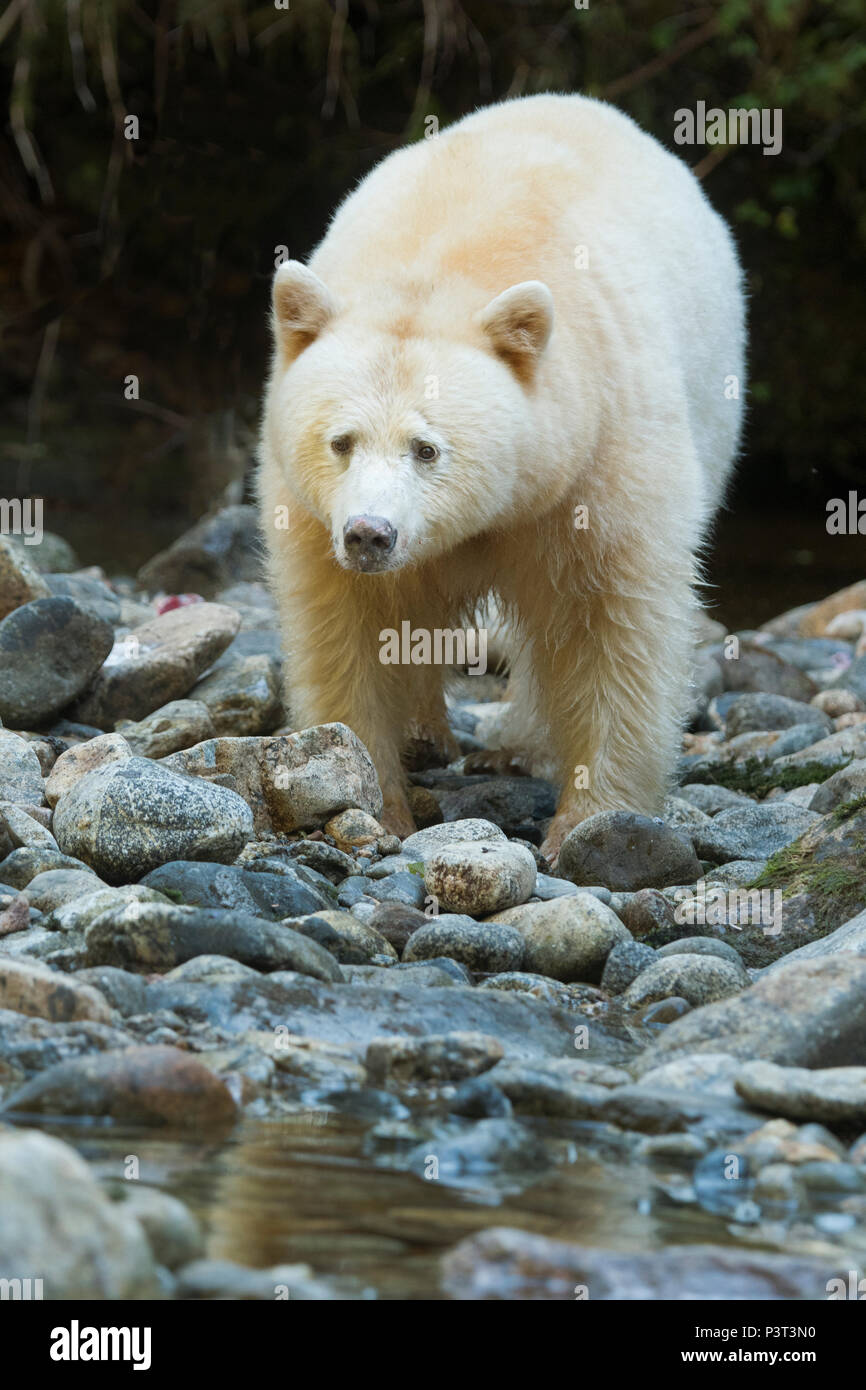 Kermode Bear (Ursus americanus kermodei), white morph called spirit ...