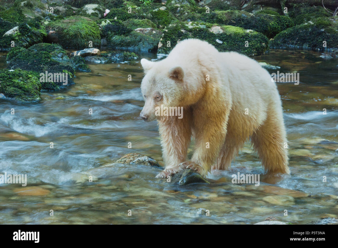 Kermode Bear (Ursus americanus kermodei), white morph called spirit ...