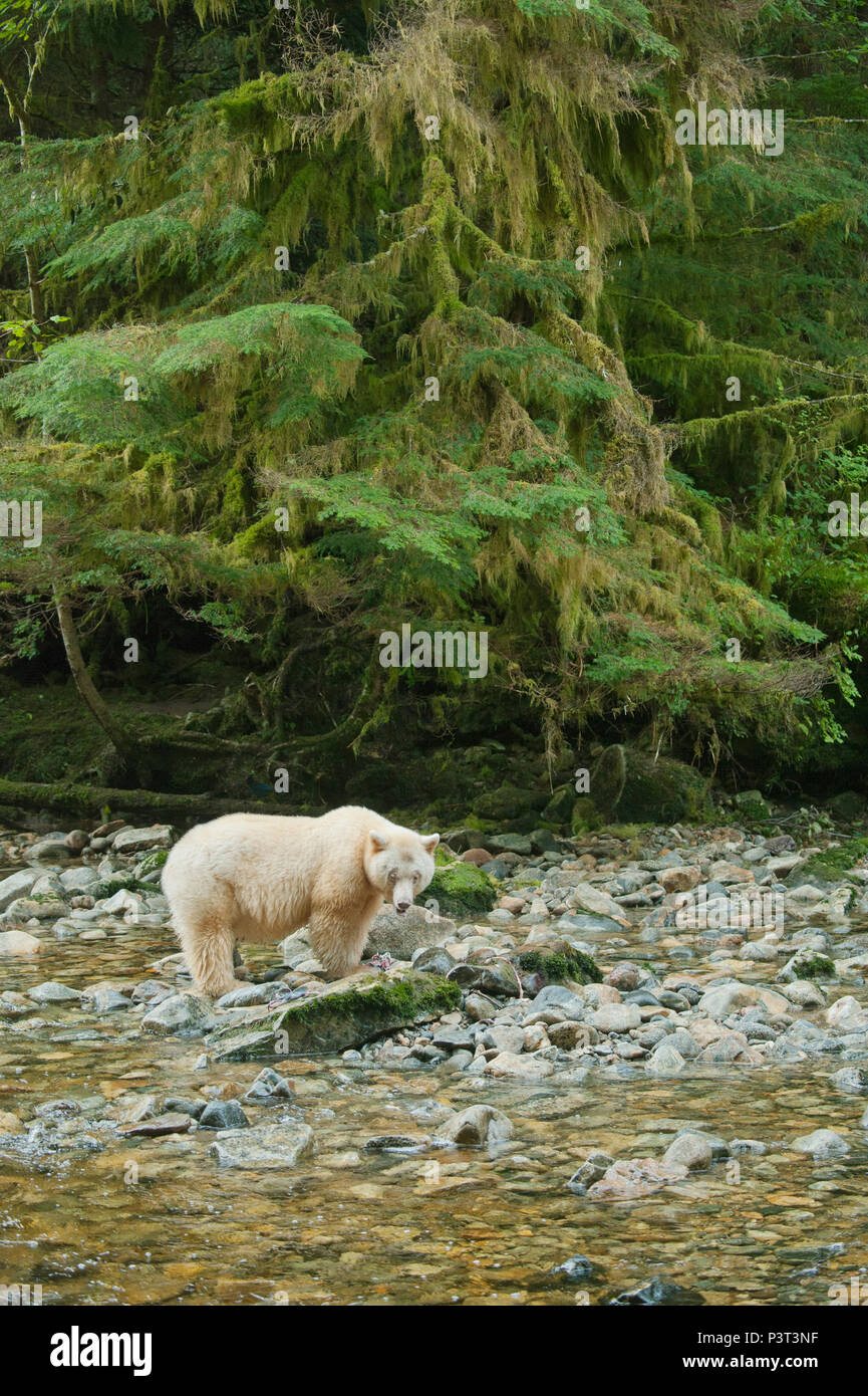 Kermode Bear (Ursus americanus kermodei), white morph called spirit ...