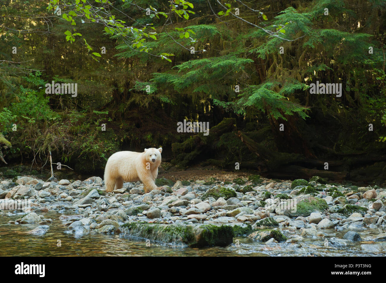 Kermode Bear (Ursus americanus kermodei), white morph called spirit ...