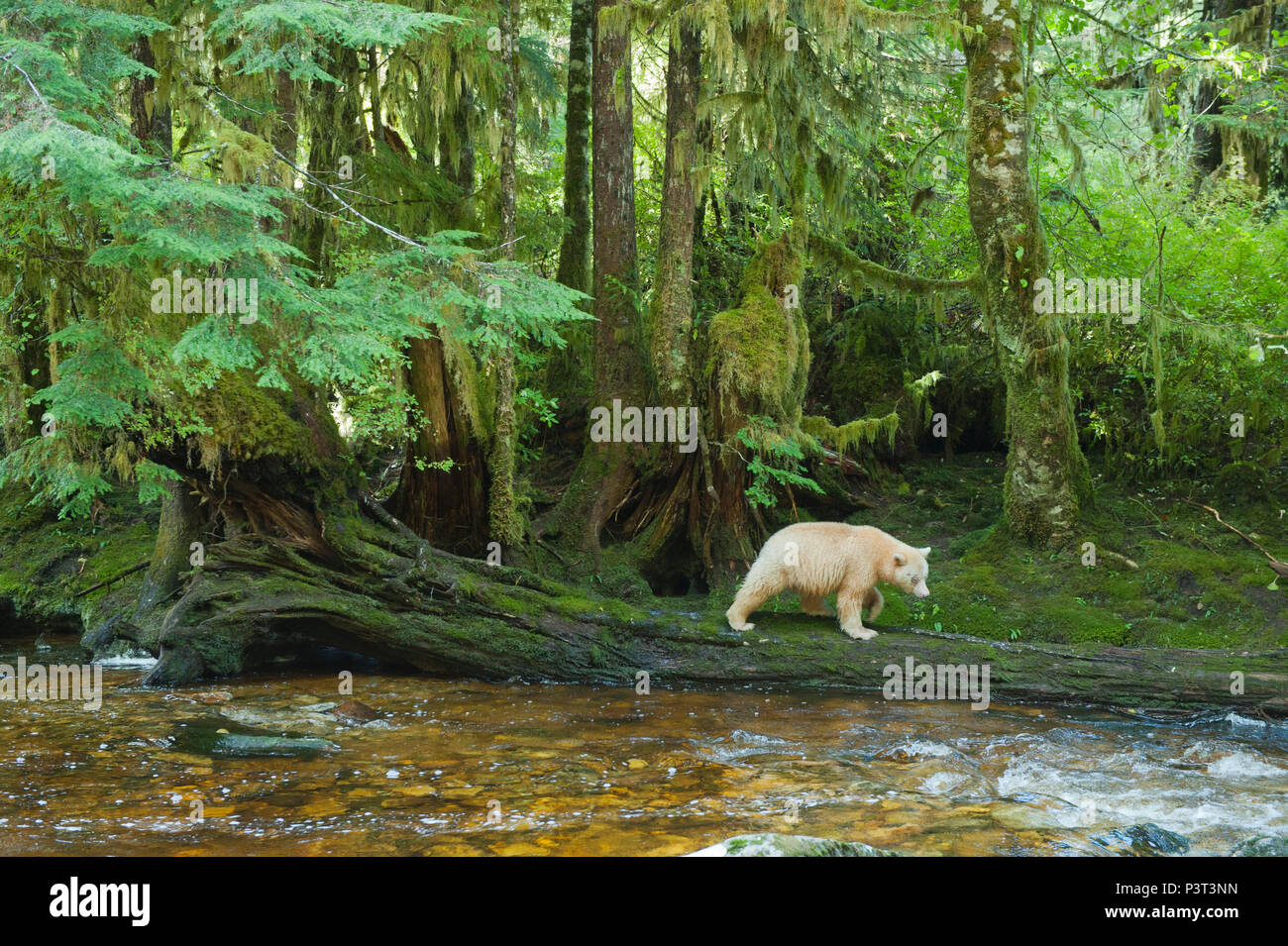 Kermode Bear (Ursus americanus kermodei), white morph called spirit ...
