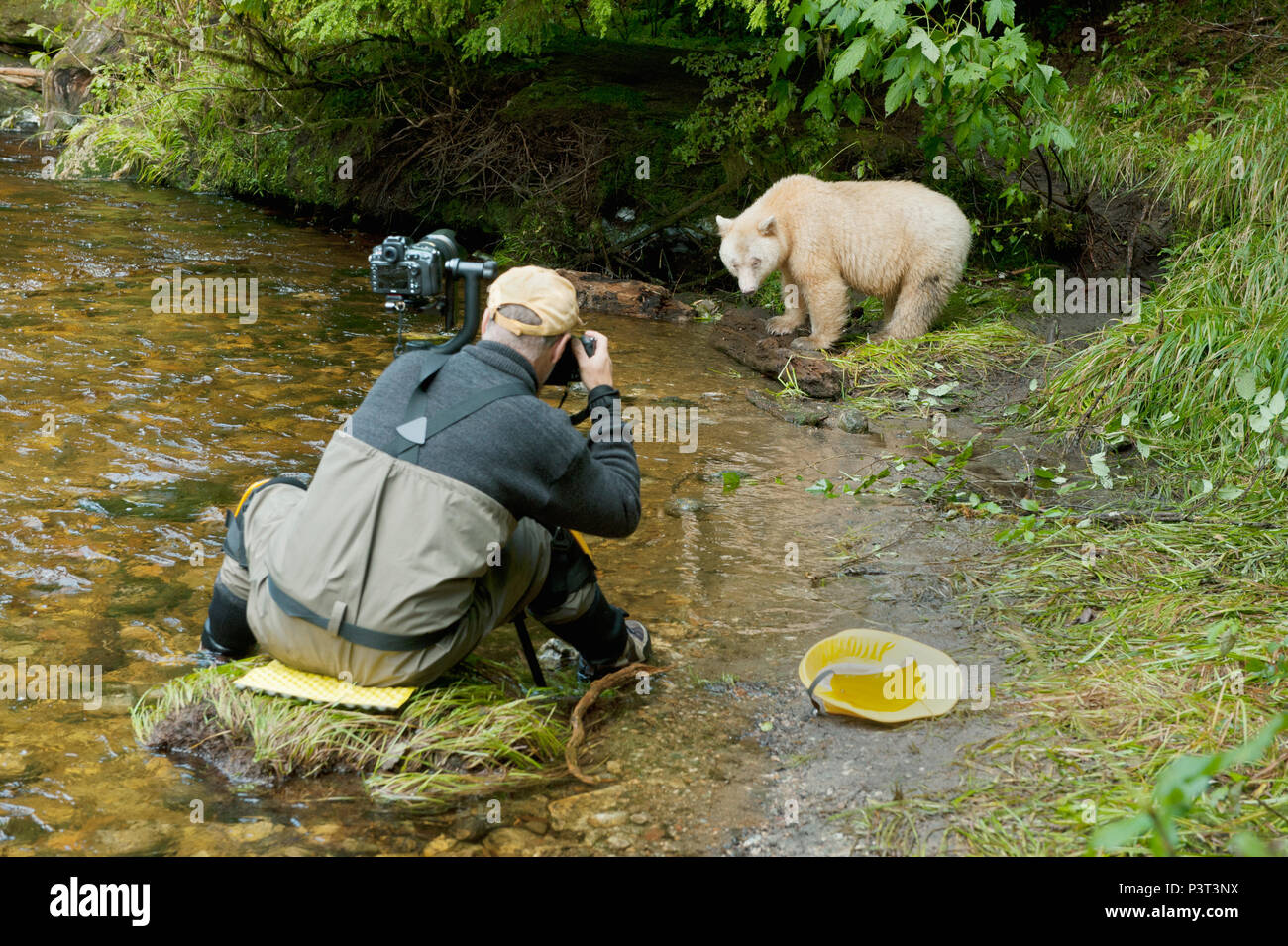 Kermode Bear (Ursus americanus kermodei), white morph called spirit ...