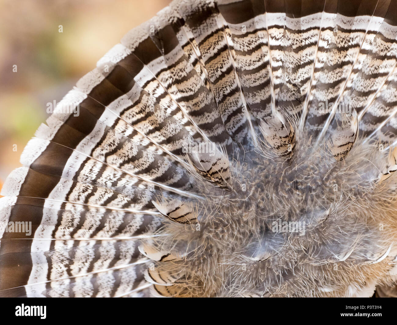 Ruffed Grouse (Bonasa umbellus) male tail feathers during display in ...