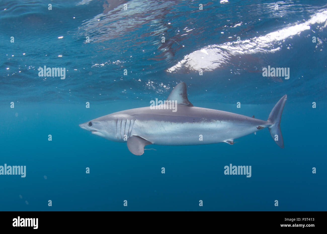 Atlantic Mako (Isurus oxyrhynchus), Nine Mile Bank, San Diego ...