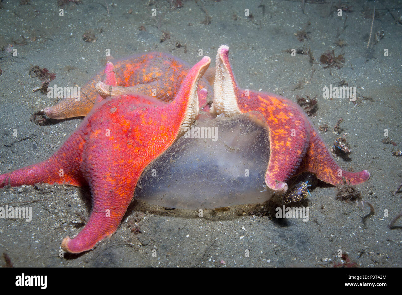 Bat Star (Asterina miniata) group feeding on Moon Jelly (Aurelia aurita ...