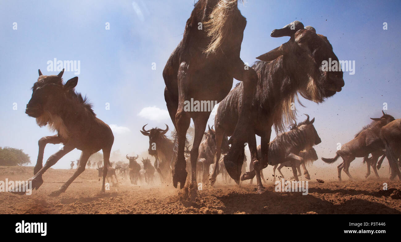Blue Wildebeest (Connochaetes taurinus) herd running, Masai Mara, Kenya ...
