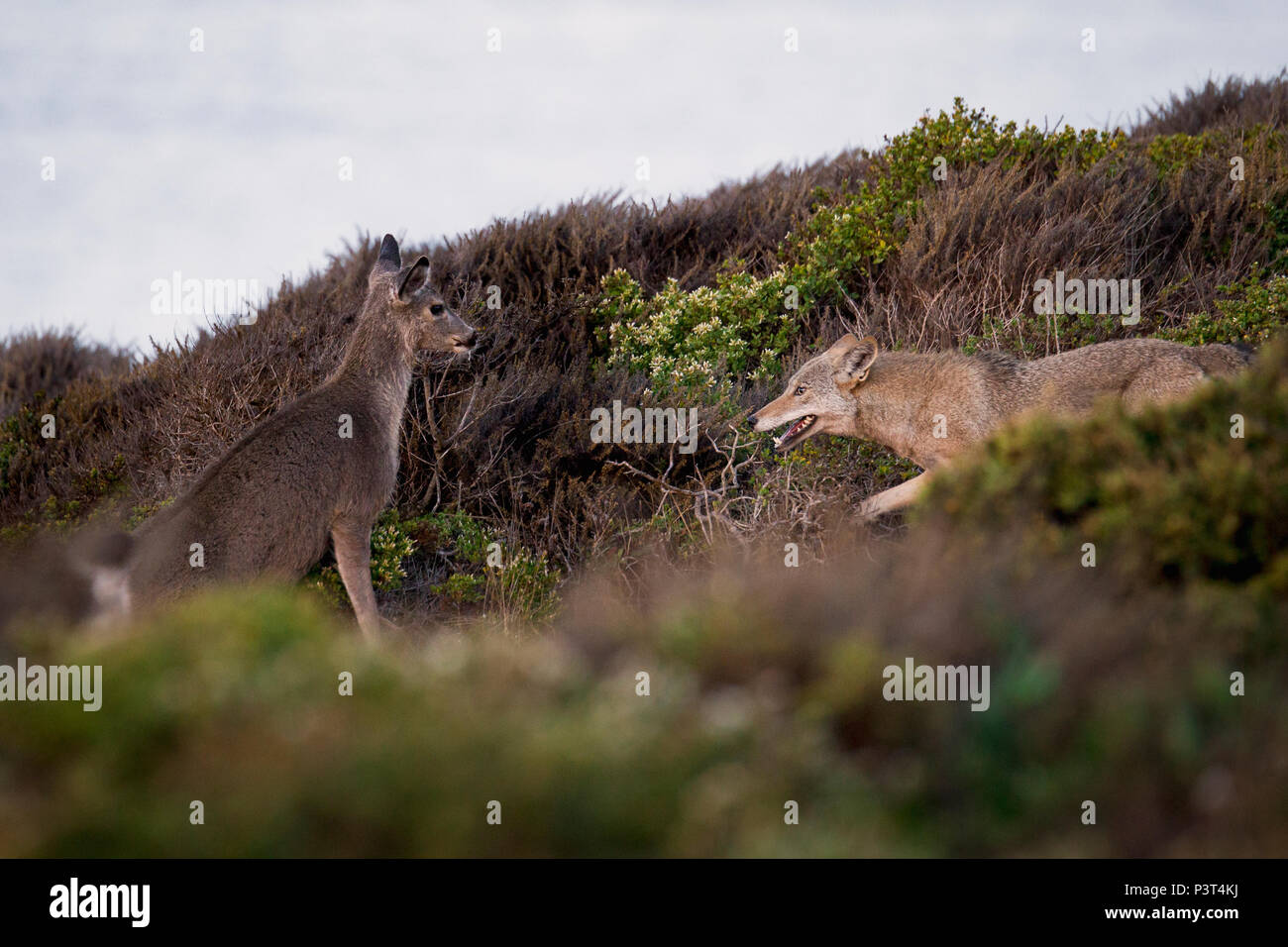 Coyote (Canis latrans) female hunting yearling Mule Deer (Odocoileus ...