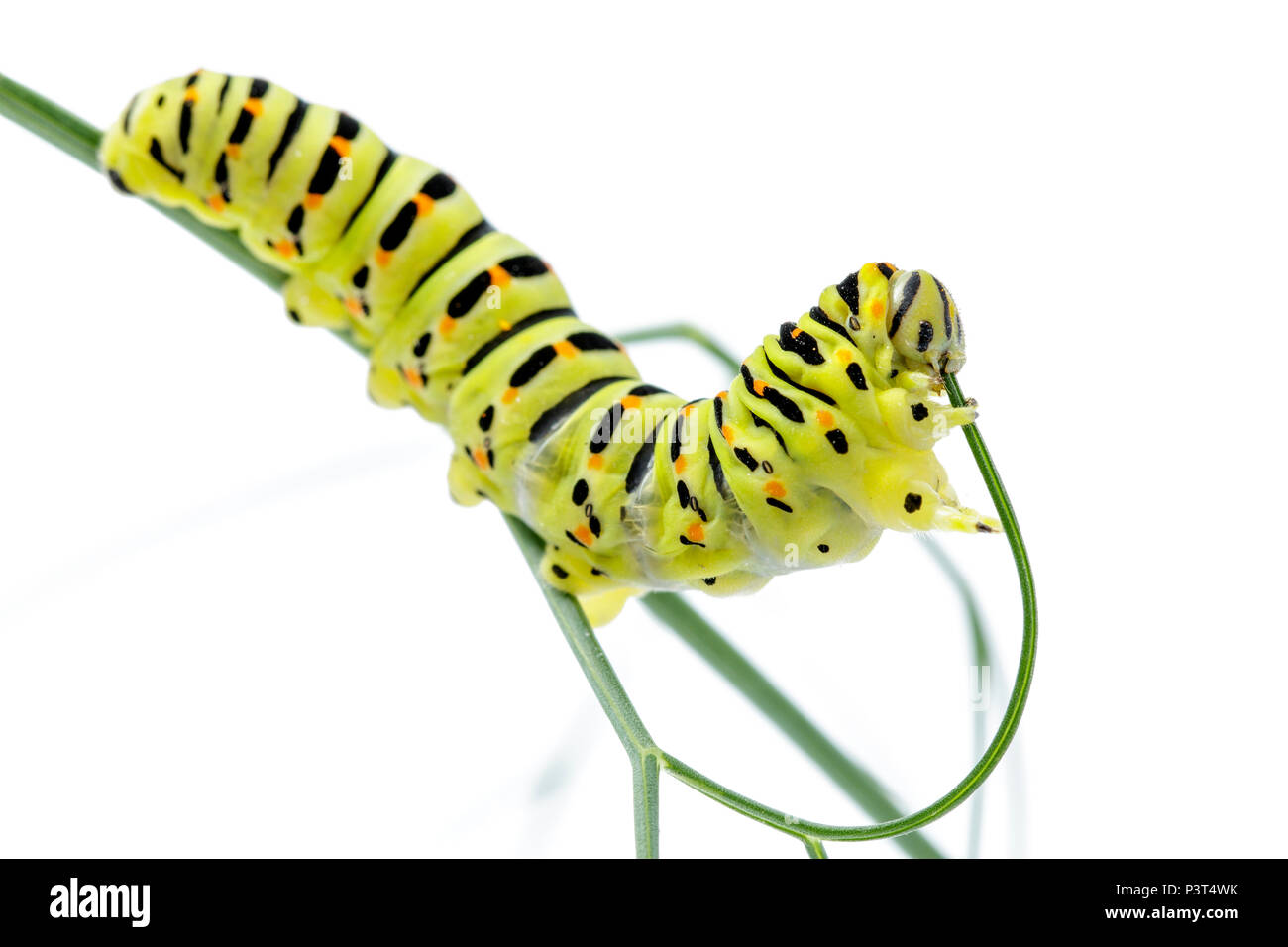 Oldworld Swallowtail (Papilio machaon) caterpillar feeding, Galicia, Spain Stock Photo - Alamy
