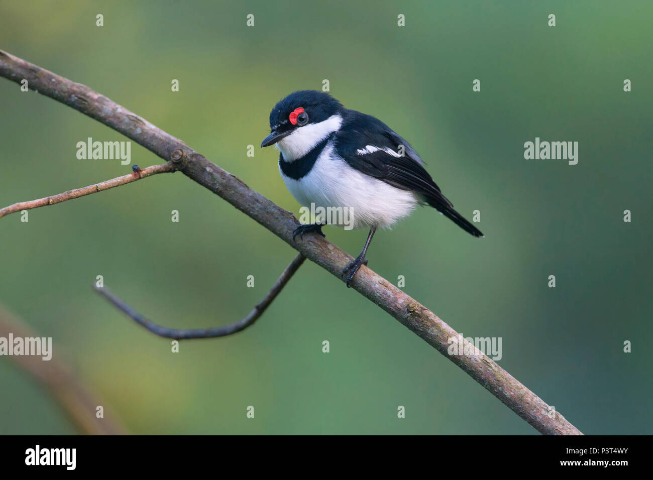 Brown-throated Wattle-eye (Platysteira cyanea) male, Uganda Stock Photo ...