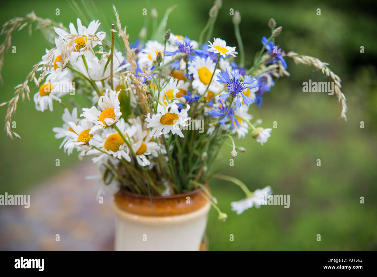 Chamomile in midsummer hi-res stock photography and images - Alamy