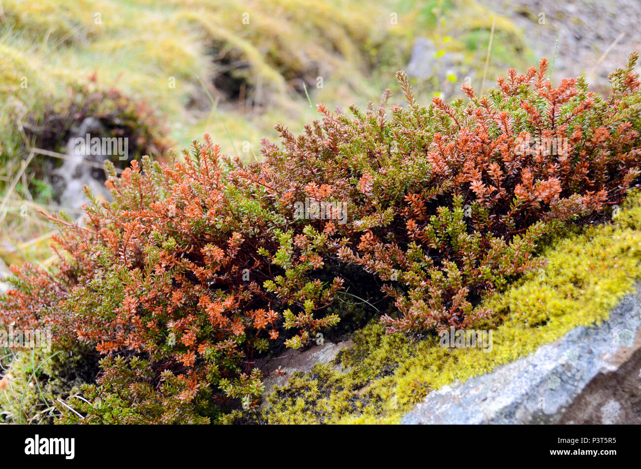 National flower of iceland hi-res stock photography and images - Alamy