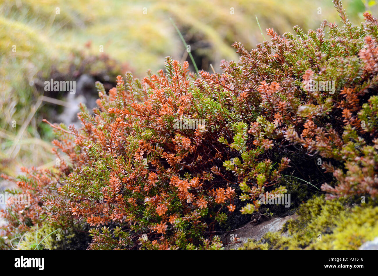 National flower of iceland hi-res stock photography and images - Alamy