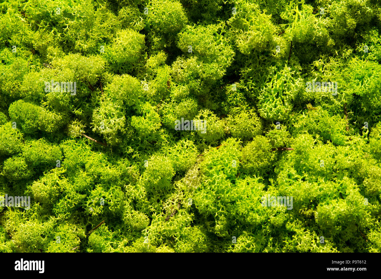 Green moss wall, top view texture, close up background Stock Photo - Alamy