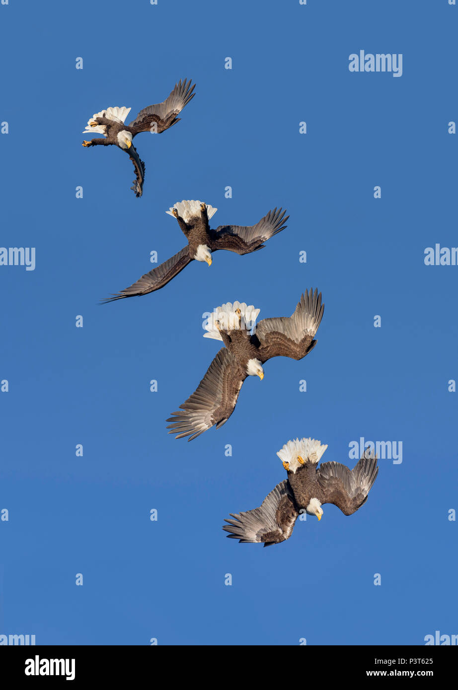 Bald Eagle (Haliaeetus leucocephalus) stooping, Alaska, composite image ...