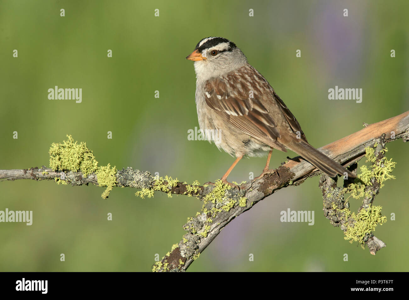 White-crowned Sparrow (Zonotrichia leucophrys), British Columbia ...