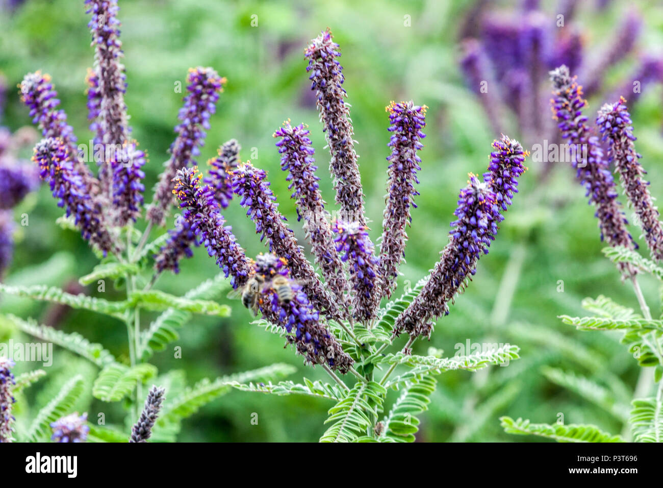 Amorpha canescens, Leadplant Stock Photo - Alamy