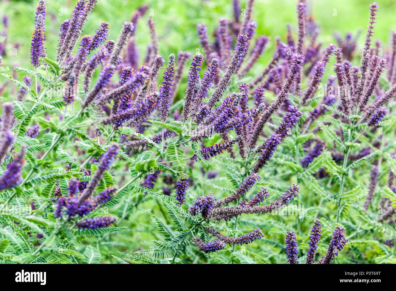 Leadplant, Amorpha canescens, shrub border garden Stock Photo - Alamy