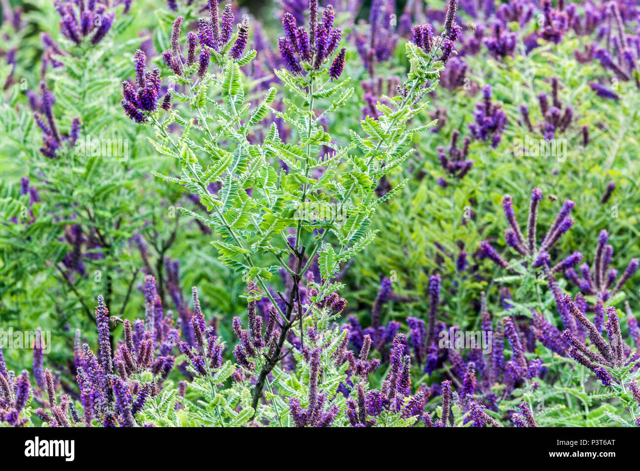 Leadplant, Amorpha canescens Stock Photo - Alamy