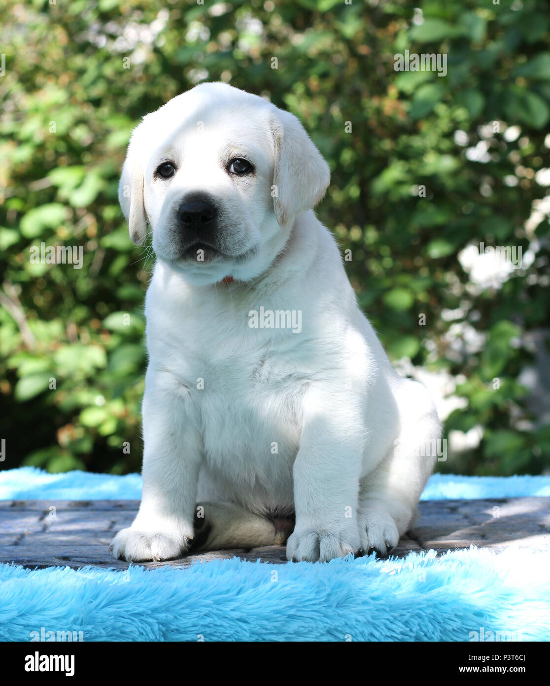 little cute yellow labrador puppy sitting on blue background Stock ...