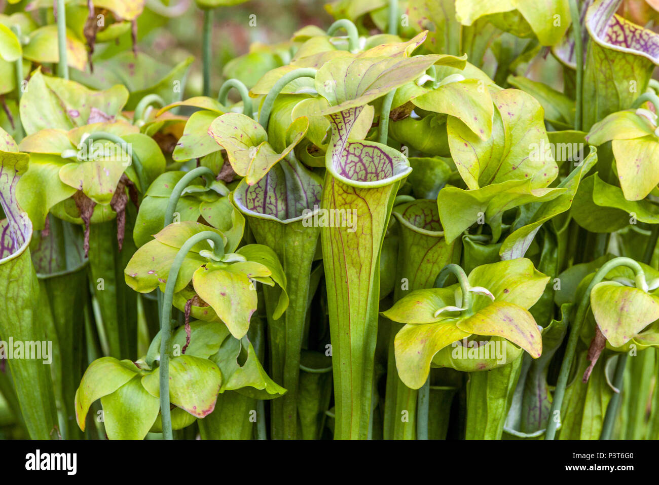Pitcher plant, Sarracenia oreophila tubular flower Stock Photo - Alamy
