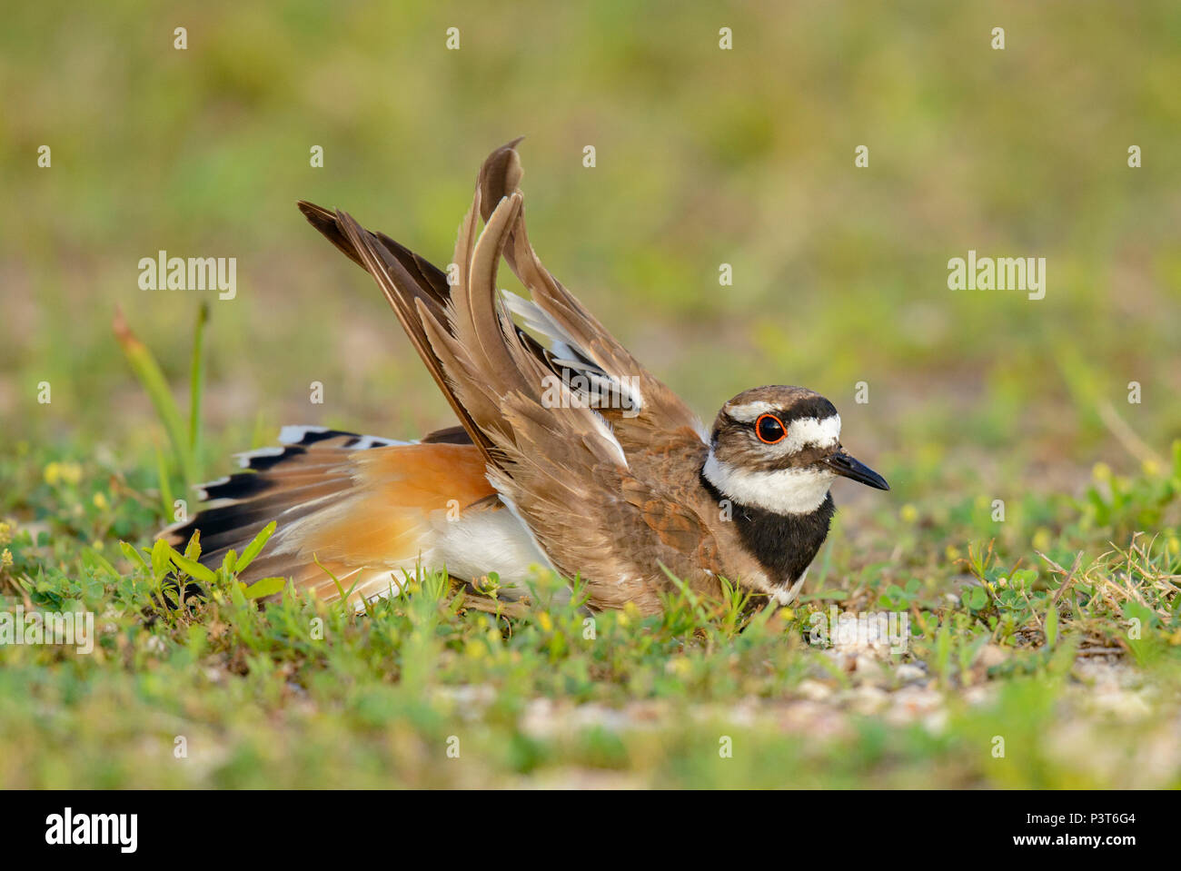 Killdeer (Charadrius vociferus) in broken wing display, Texas Stock ...