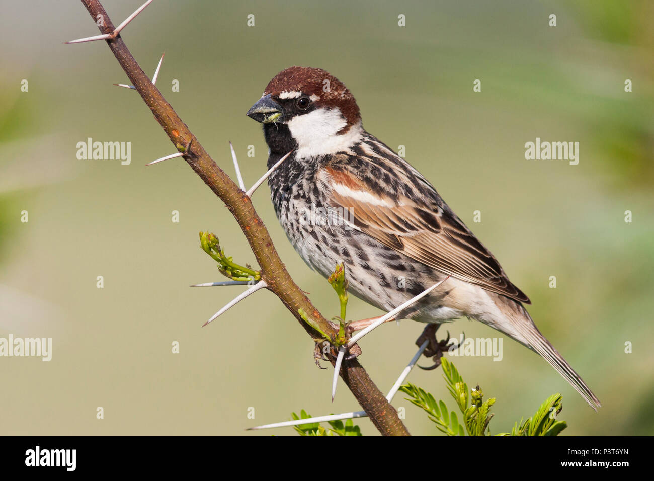 Spanish Sparrow (Passer hispaniolensis) male, Turkey Stock Photo - Alamy