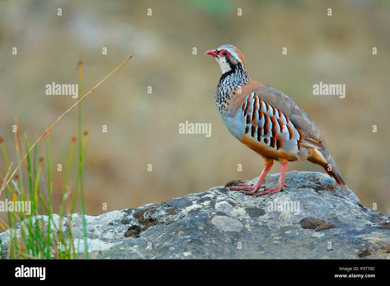Female partridge hi-res stock photography and images - Alamy