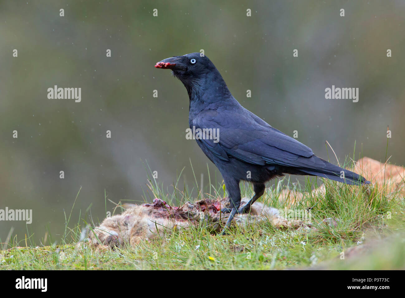 Forest Raven (Corvus tasmanicus) feeding on European Rabbit ...