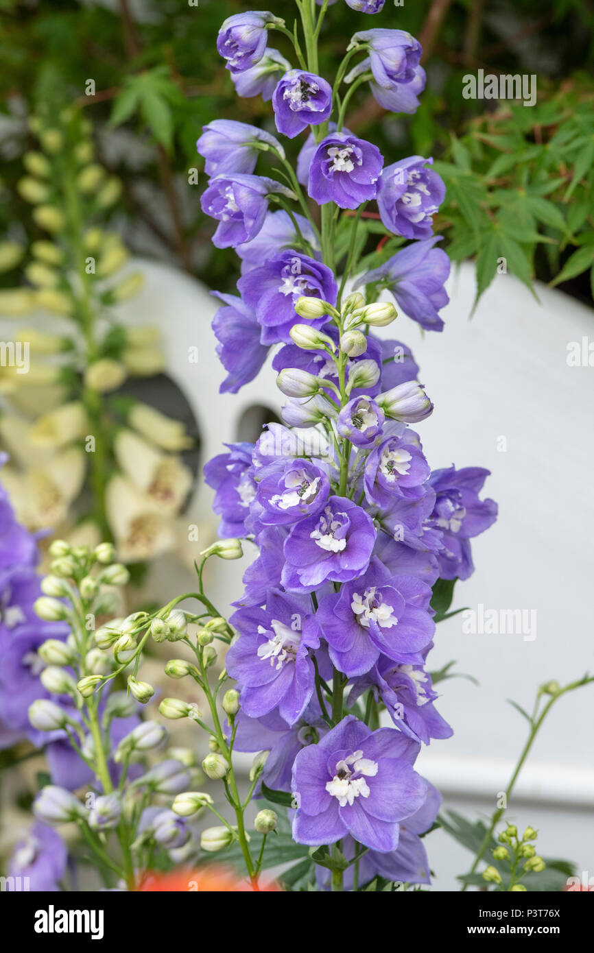 Delphinium ‘Aurora lavender’ on a display at a flower show. UK Stock ...