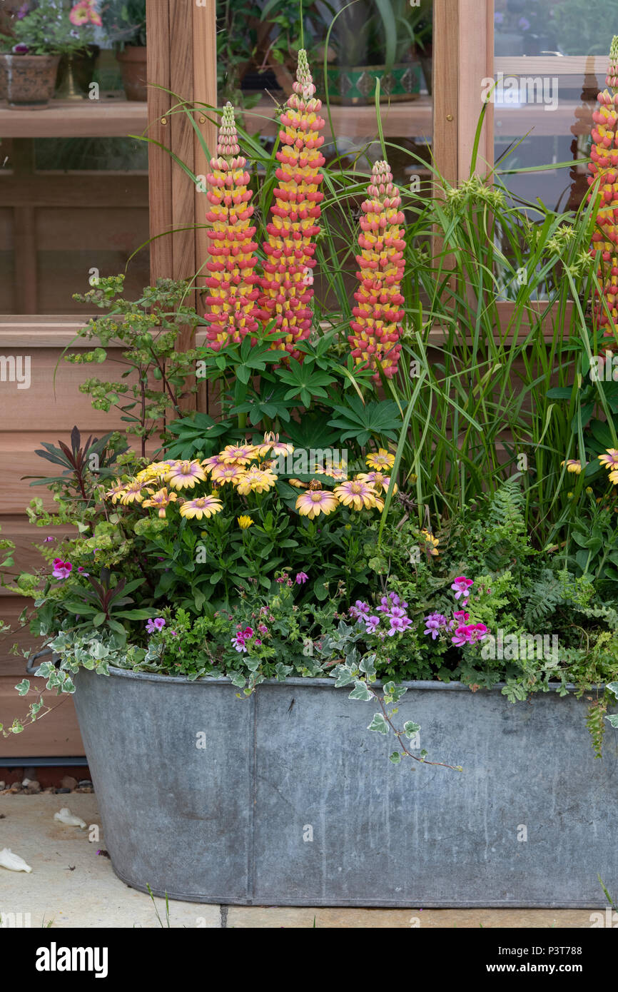 Flower display in a metal trough at a flower show. UK Stock Photo - Alamy