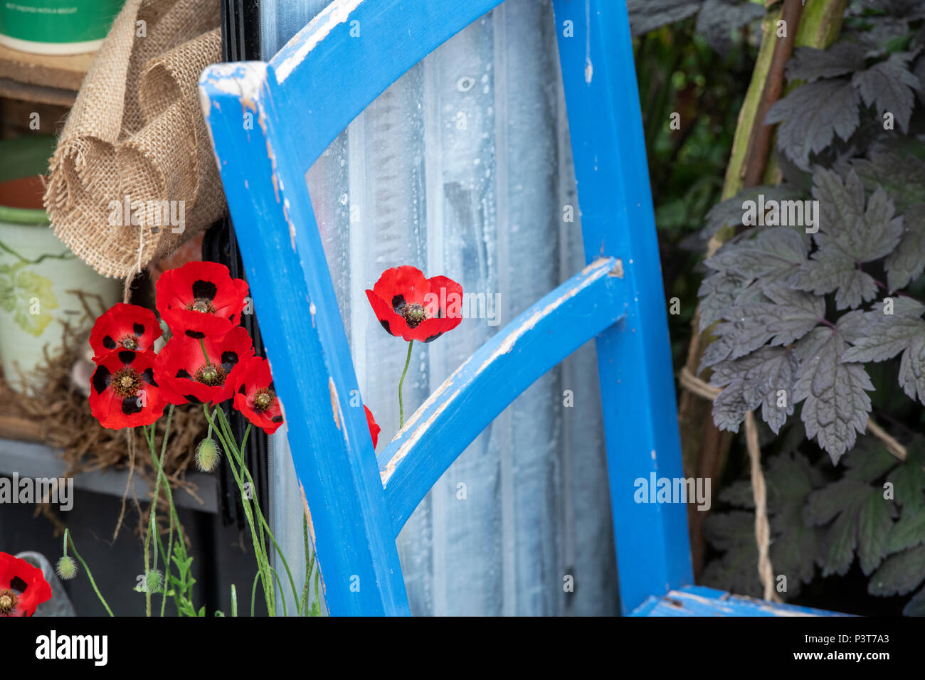 Papaver commutatum . Ladybird poppy in a small show garden at a flower ...