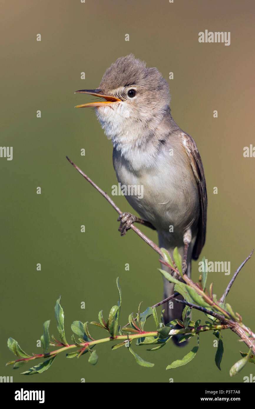 Upcher's Warbler (Hippolais languida) calling, Kyrgyzstan Stock Photo ...