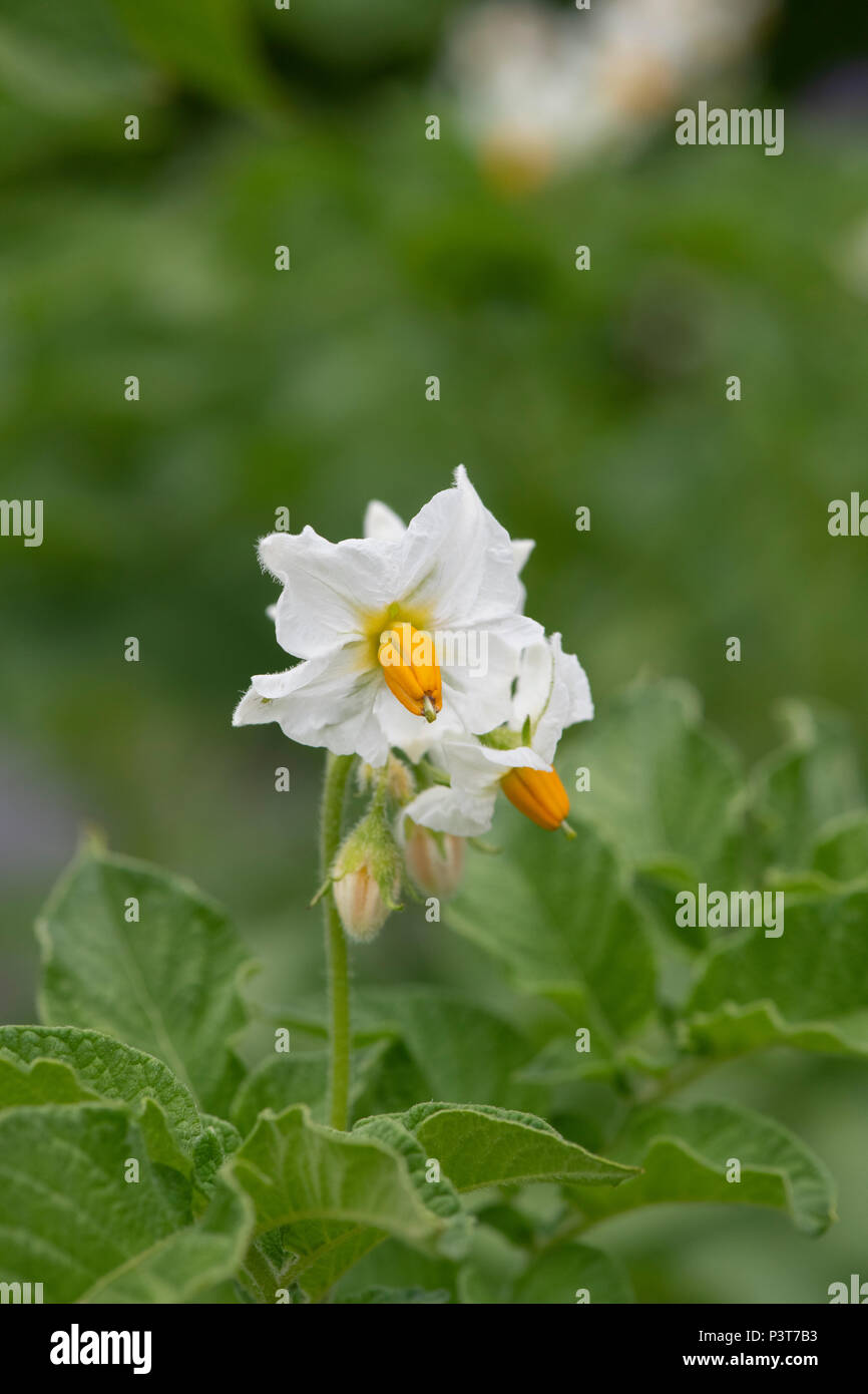 Potato vivaldi flower hi-res stock photography and images - Alamy