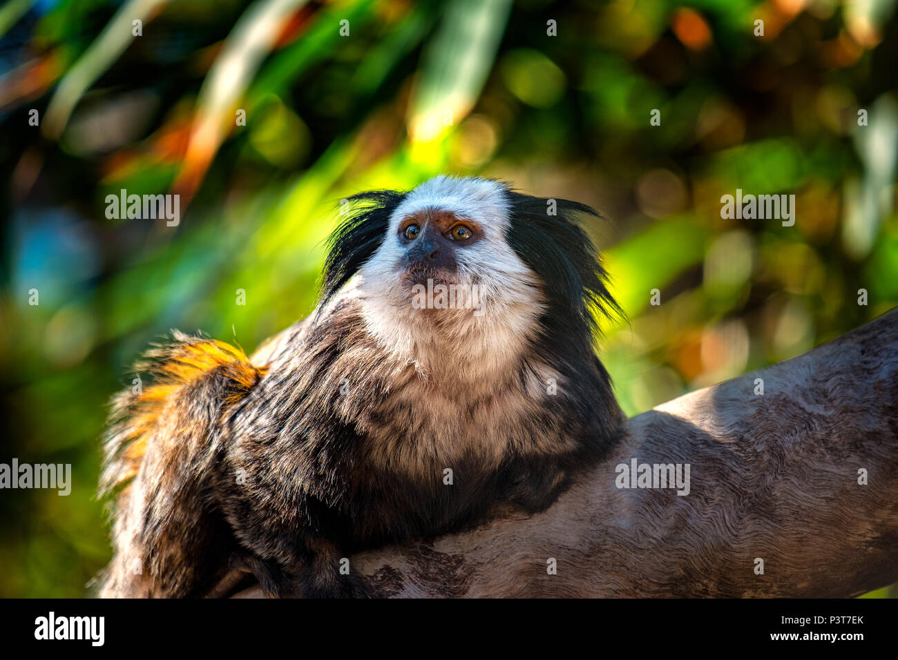 Small Primates Stock Photos & Small Primates Stock Images - Alamy