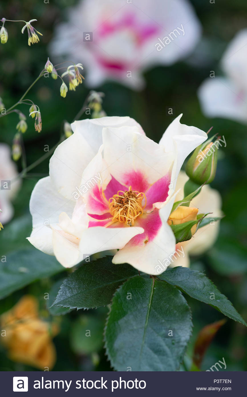 Tiger Rose Stock Photos & Tiger Rose Stock Images - Alamy