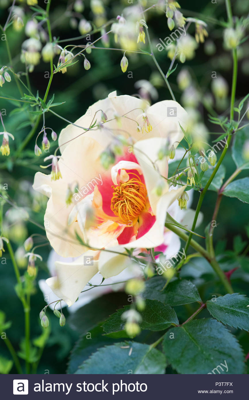 Tiger Rose Stock Photos & Tiger Rose Stock Images - Alamy