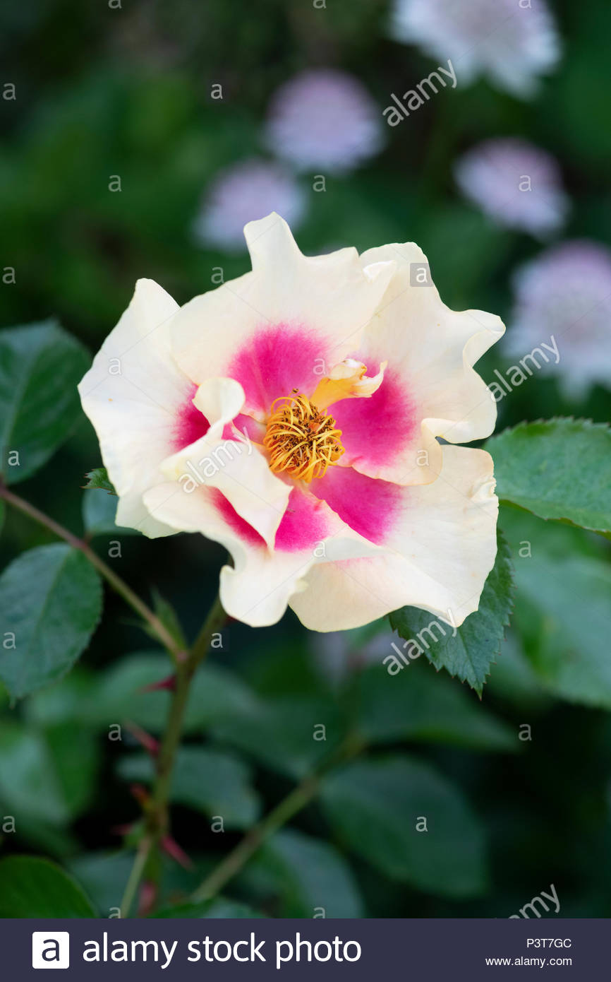 Tiger Rose Stock Photos & Tiger Rose Stock Images - Alamy