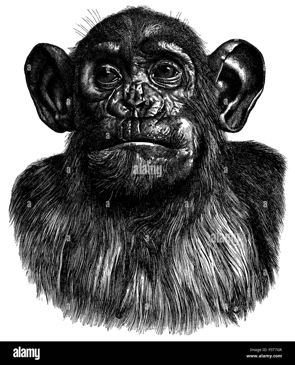 Singes du vieux monde hi-res stock photography and images - Alamy