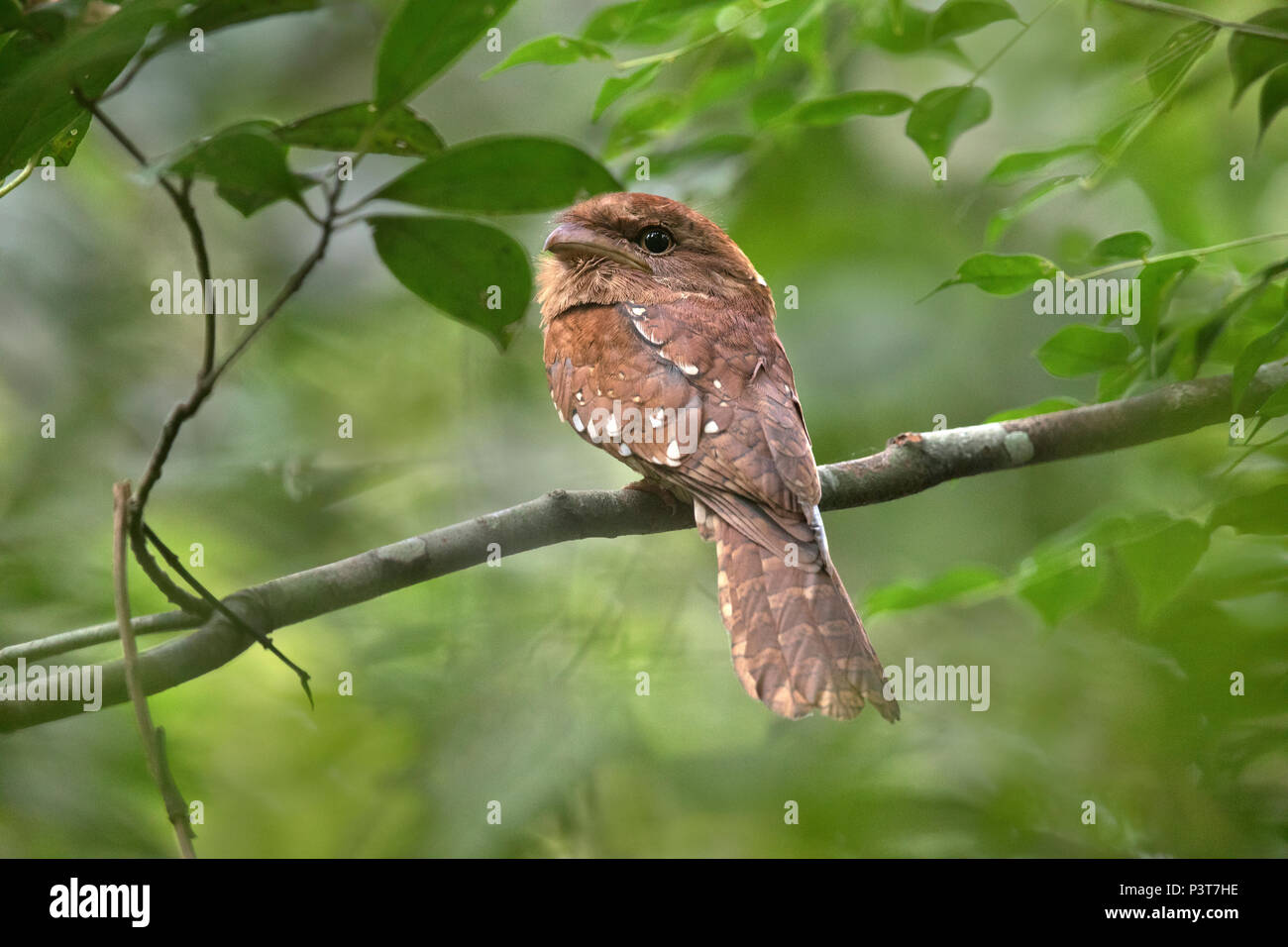 Gould's Frogmouth (Batrachostomus stellatus), Pahang, Malaysia Stock Photo - Alamy