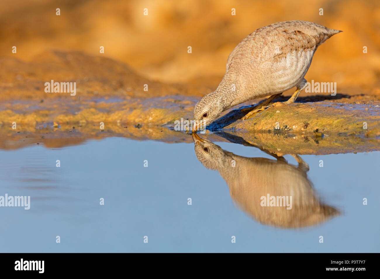 Sand Partridge (Ammoperdix heyi) female drinking at waterhole, Gan ...